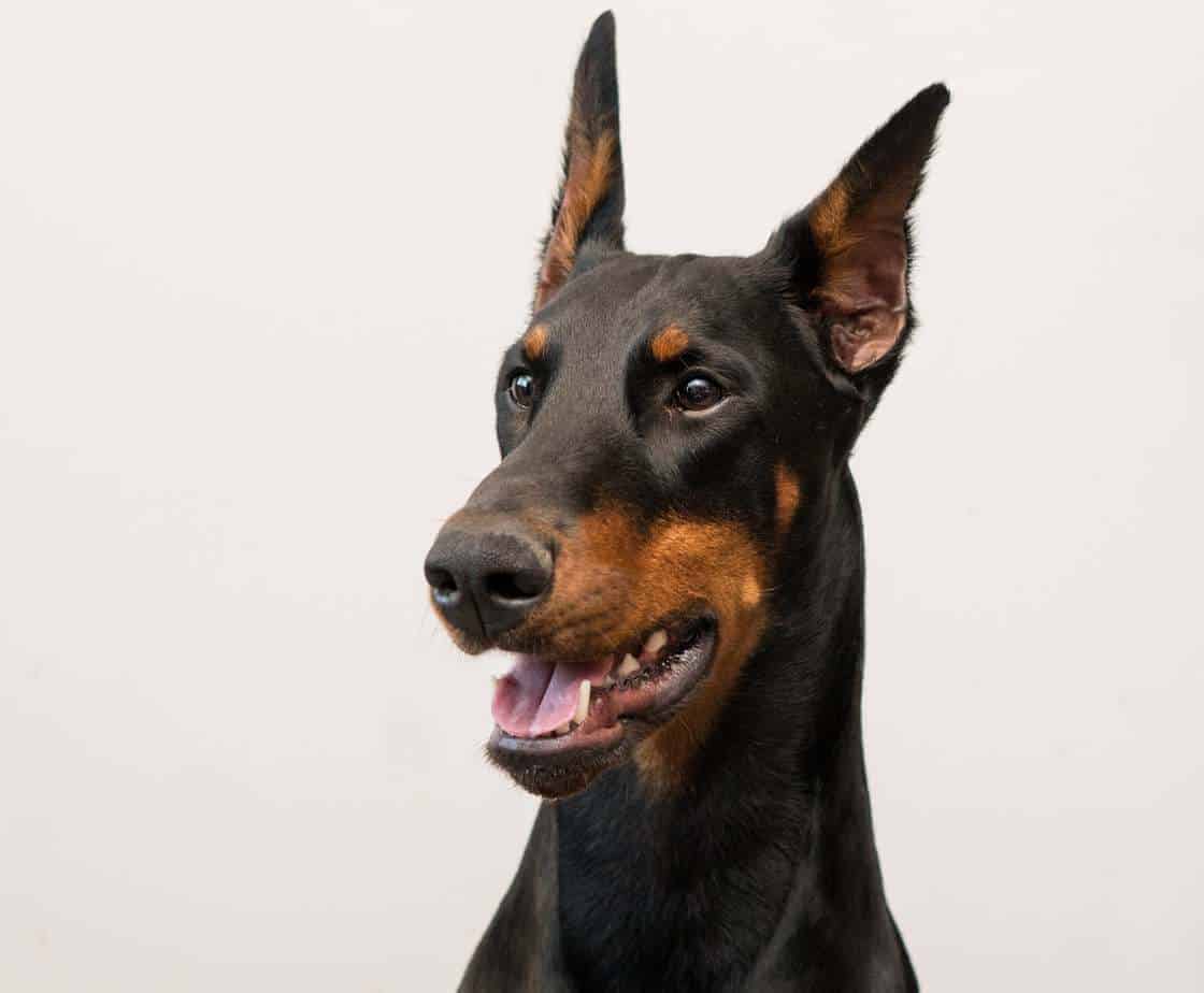 Ear Cropping Is Cosmetic And Is Not Done To Improve A Dog s Hearing