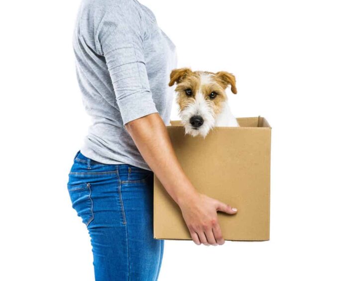 Move with your dog: Tips for a stress-free relocation