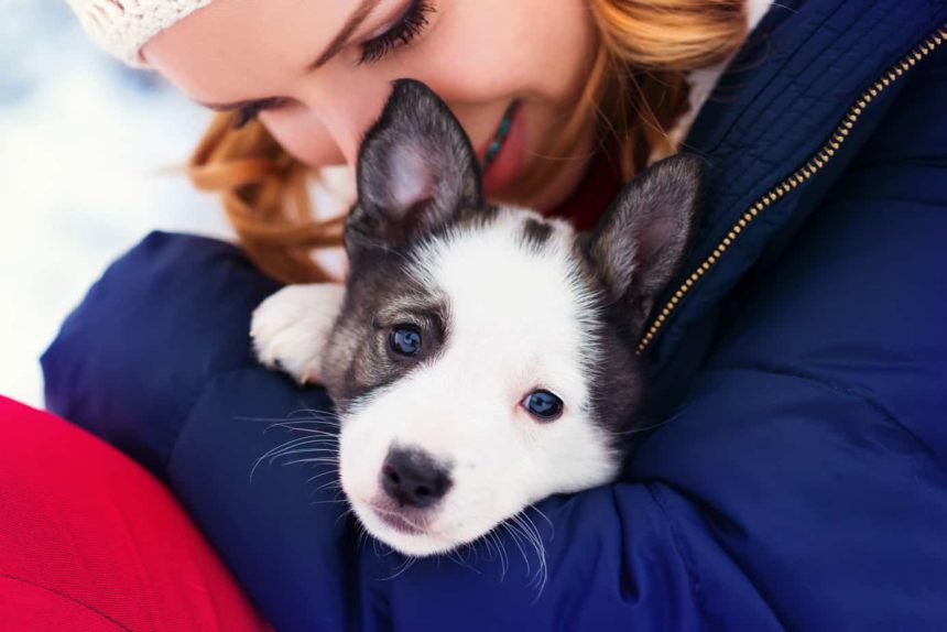 Puppy training 101 guide: Socialize first, keep training short, fun