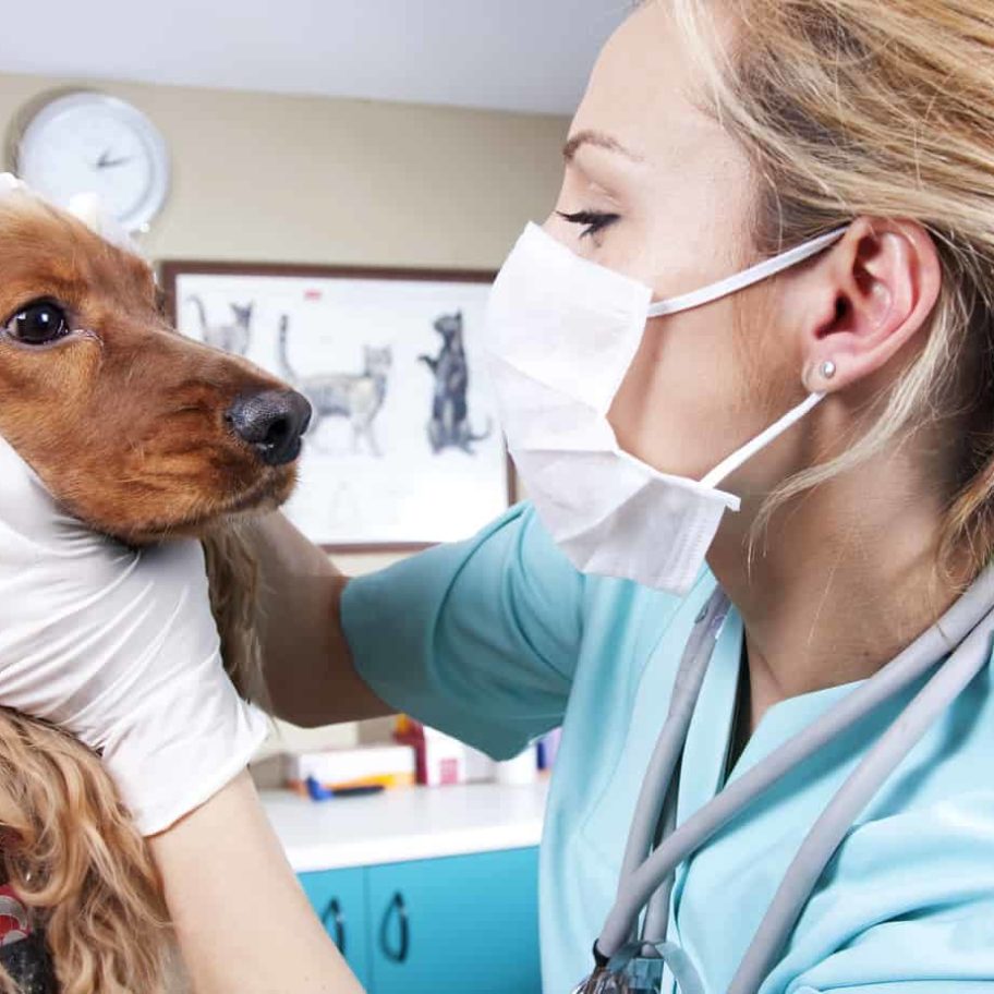 Vet visit fear: Make visits as fun as possible, find new vet