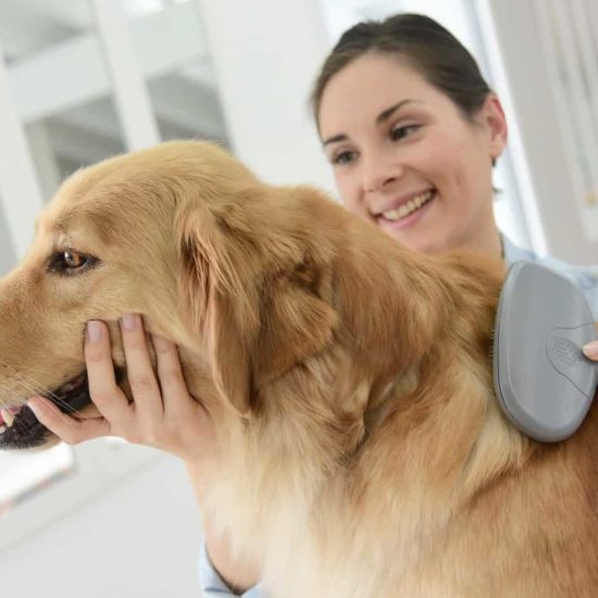 Couch potato dogs suit owners who don't want a high energy dog