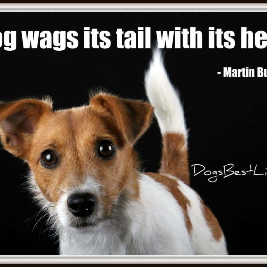 Dog inspiratons: Find a collection of inspiring dog quotes and images