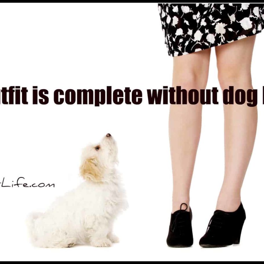 Dog inspiratons: Find a collection of inspiring dog quotes and images