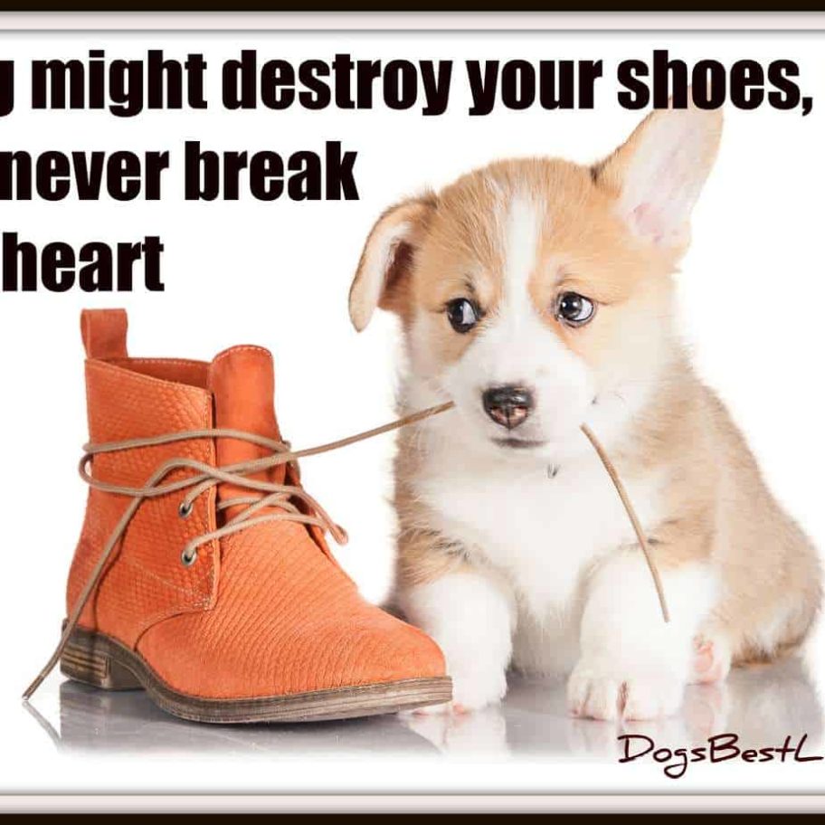 Dog inspiratons: Find a collection of inspiring dog quotes and images