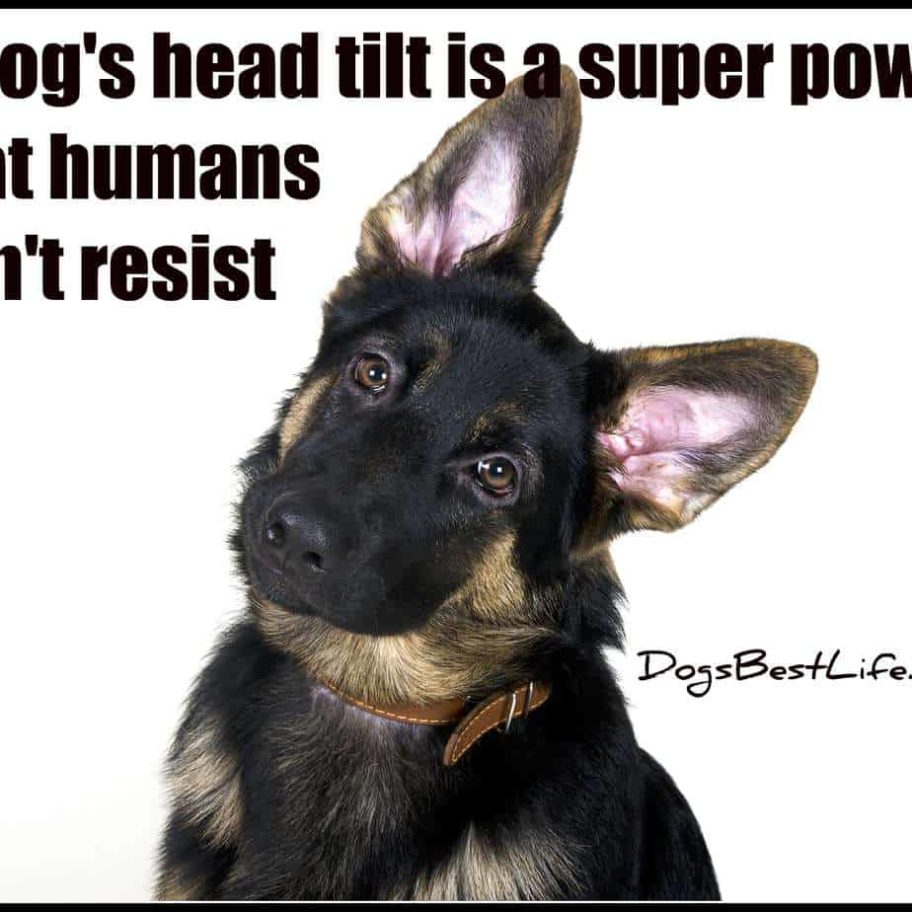 Dog inspiratons: Find a collection of inspiring dog quotes and images