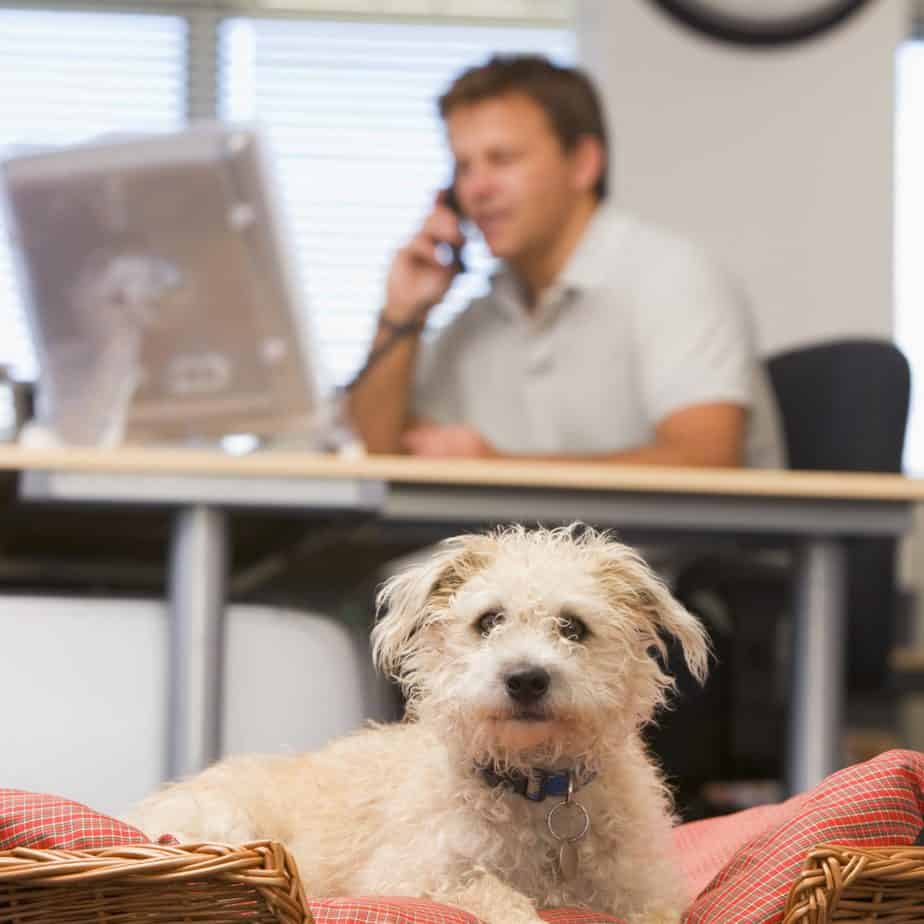 Work lessons from your dog: Focus on task, listen, show gratitude