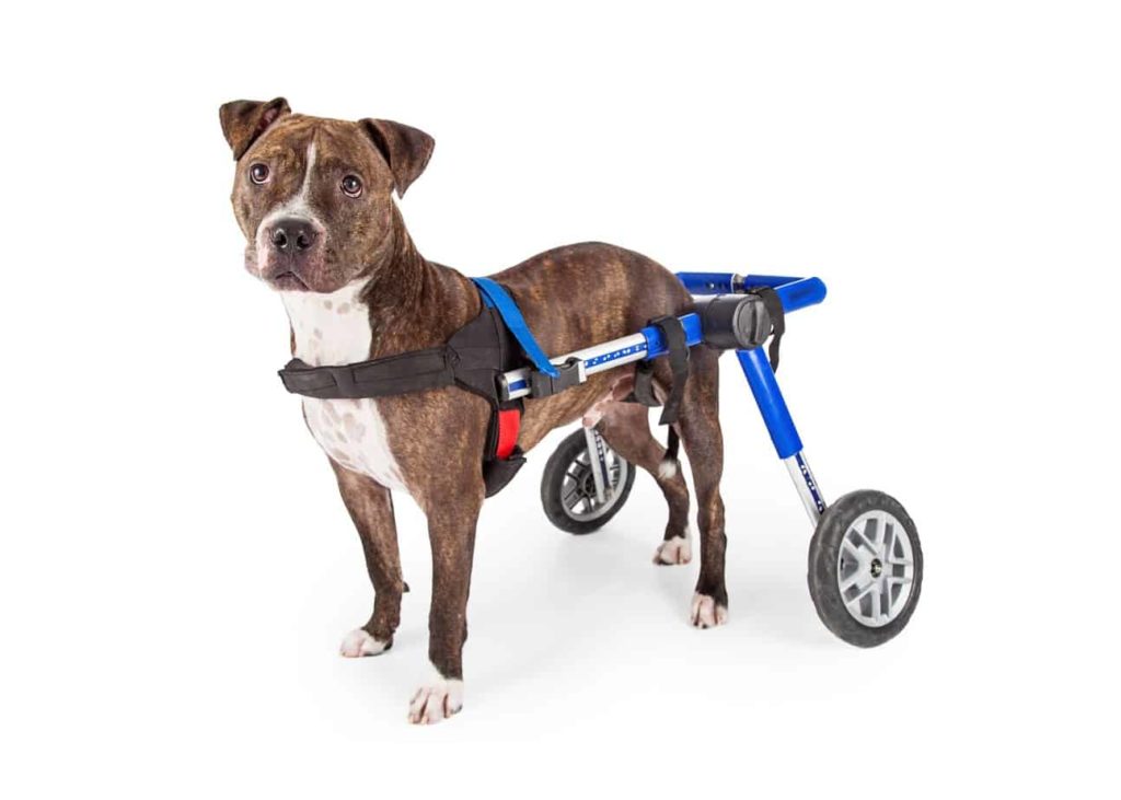 Adopting a special needs dog requires preparation and commitment