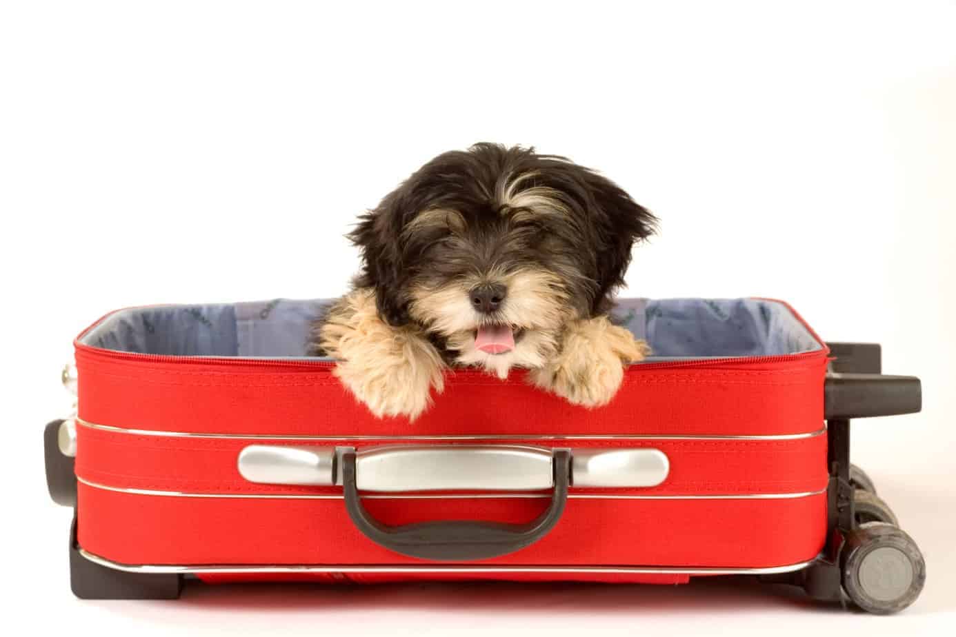 Best Dogs For Travel Small Easy going Dogs That Like People