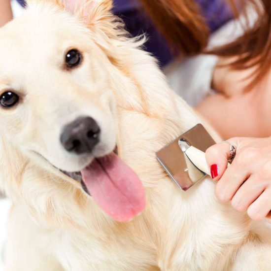 Dog bathing tips: Get all your supplies together before you start