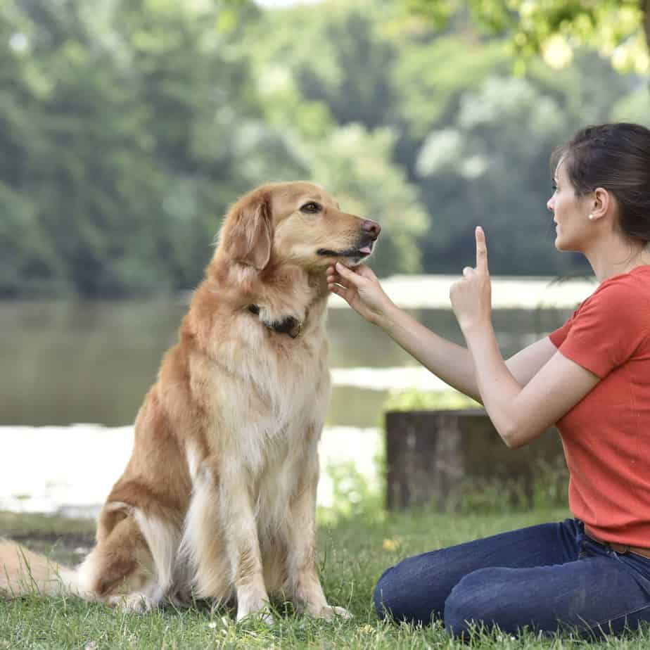 To err is human; to forgive, canine