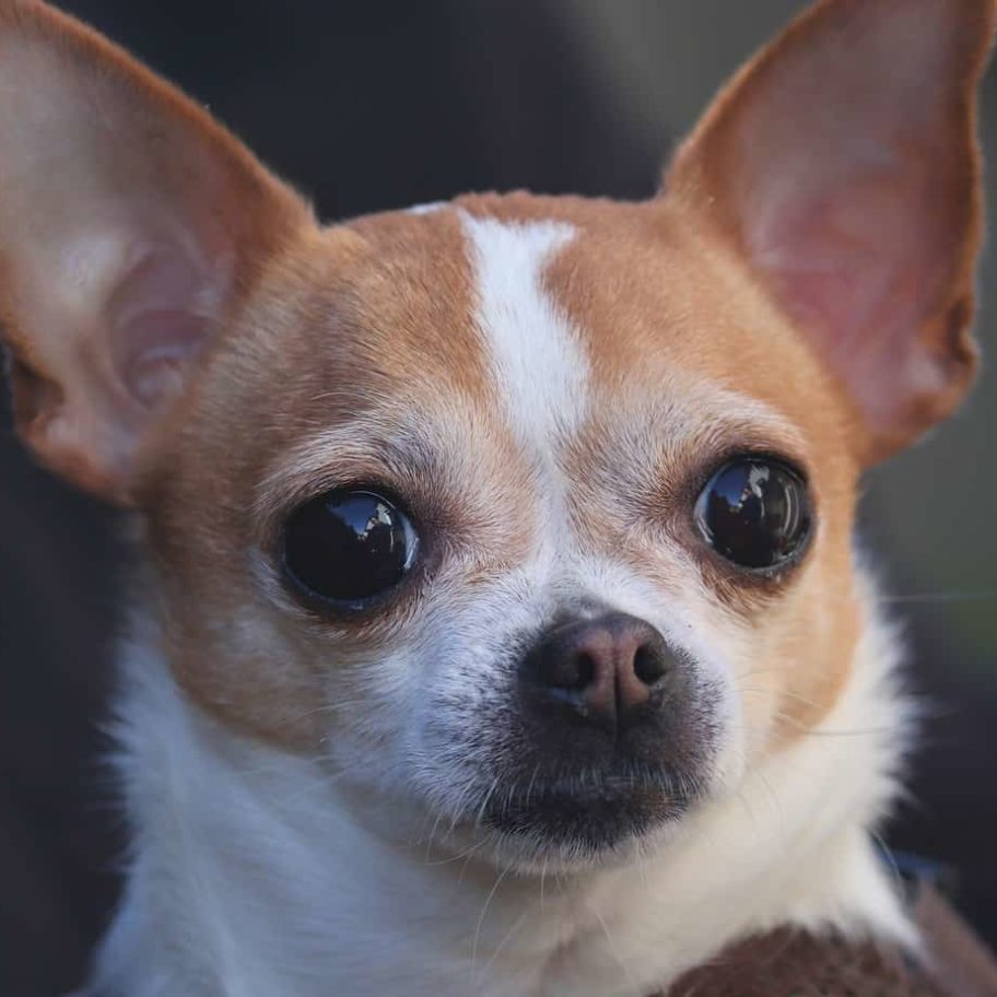 Cuddly dogs include Goldendoodle, Yorkie, Pomeranian