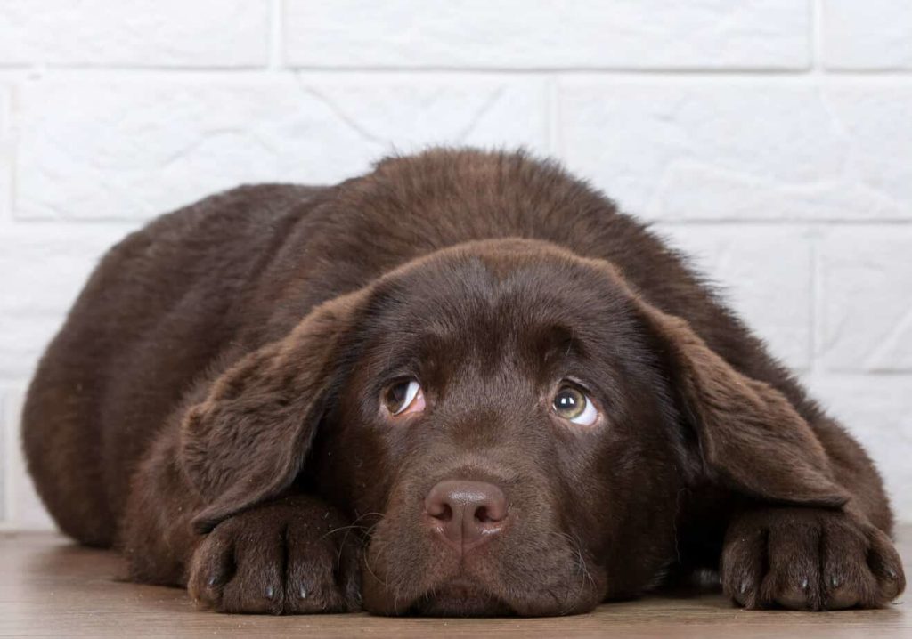 Dog facial expressions mimic human moods and personality traits