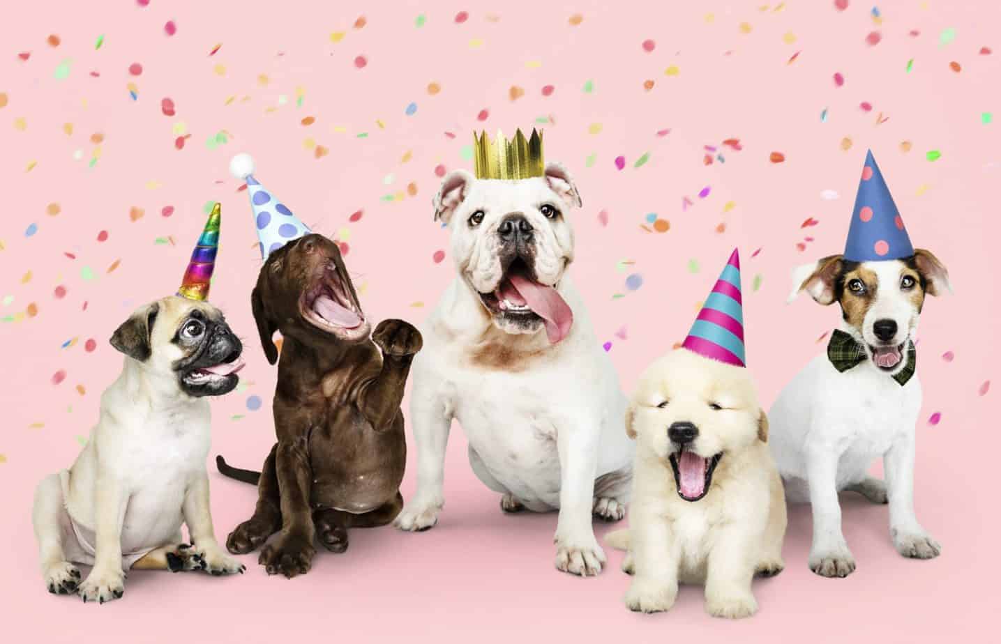 Dog milestones: Birthday, Gotcha Day, Christmas and more