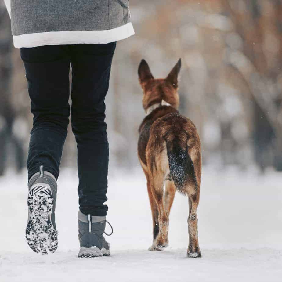 Off-leash etiquette: Be sure your dog obeys basic commands
