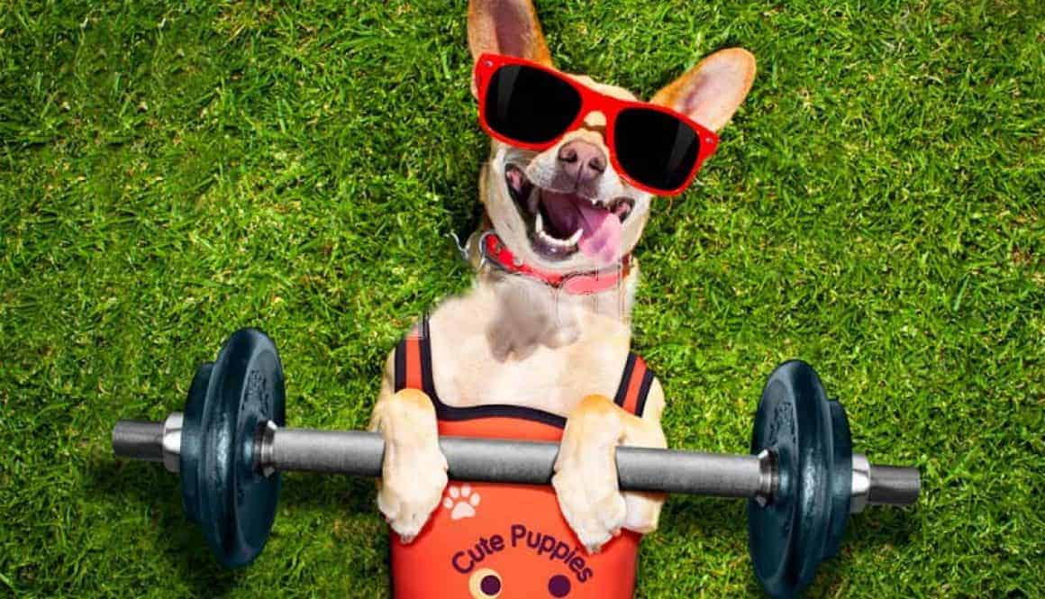 How Much Exercise Dogs Need Consider Age Breed Health How Much Exercise Dogs Need Consider Age Breed Health