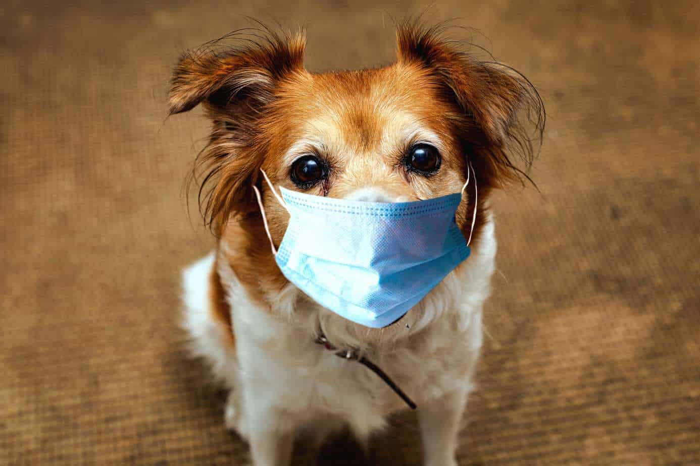 Dogs and coronavirus: Companion animals unlikely to transmit virus