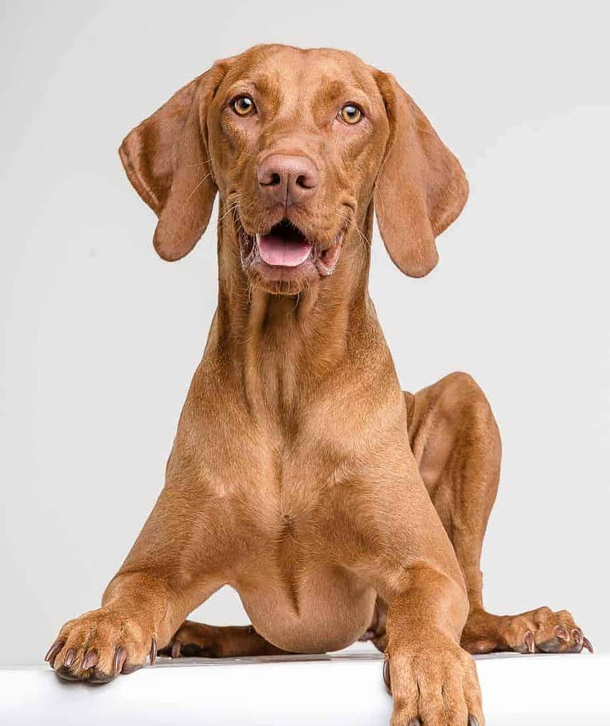 Vizsla: Active breed needs training, stimulation to be happy
