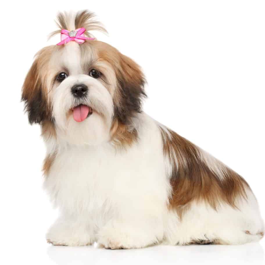 Mudi dog: Smart, athletic, easy-to-train, loyal, friendly