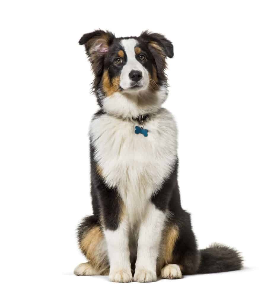 Mid-size dog breeds typically weigh 30 to 70 pounds