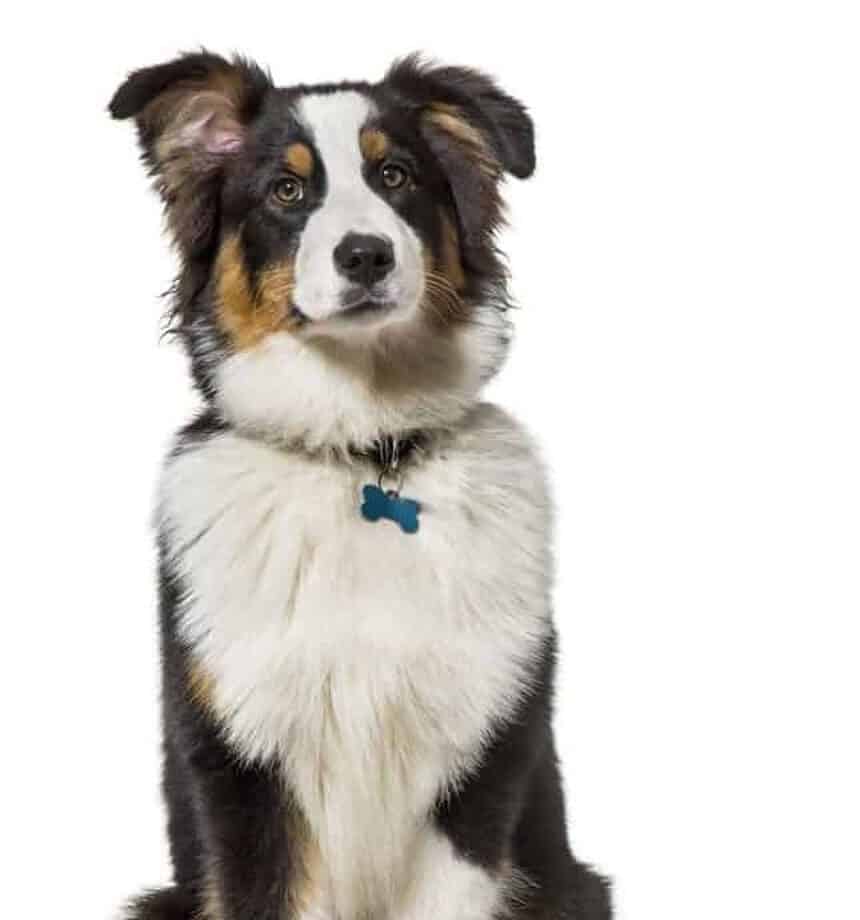 Mid-size dog breeds typically weigh 30 to 70 pounds