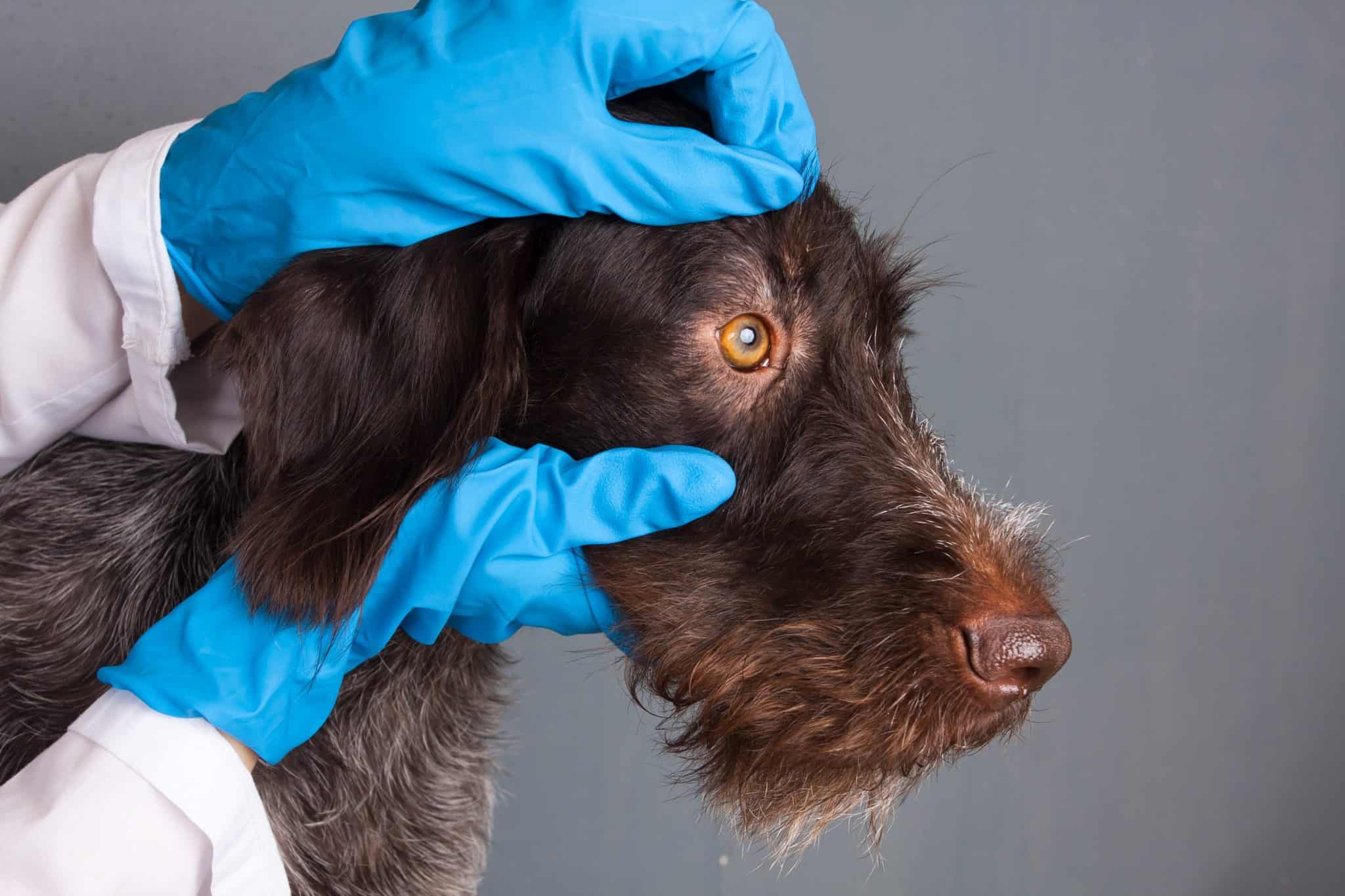 Canine distemper a highly contagious, life-threatening viral disease