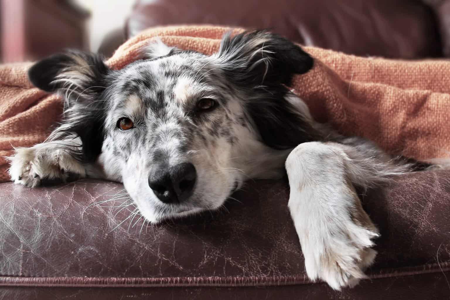 Kennel Cough Is A Highly Contagious Respiratory Disease Kennel Cough Is A Highly Contagious Respiratory Disease