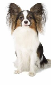 Papillon: Facts, care tips, diet, grooming, and breed information