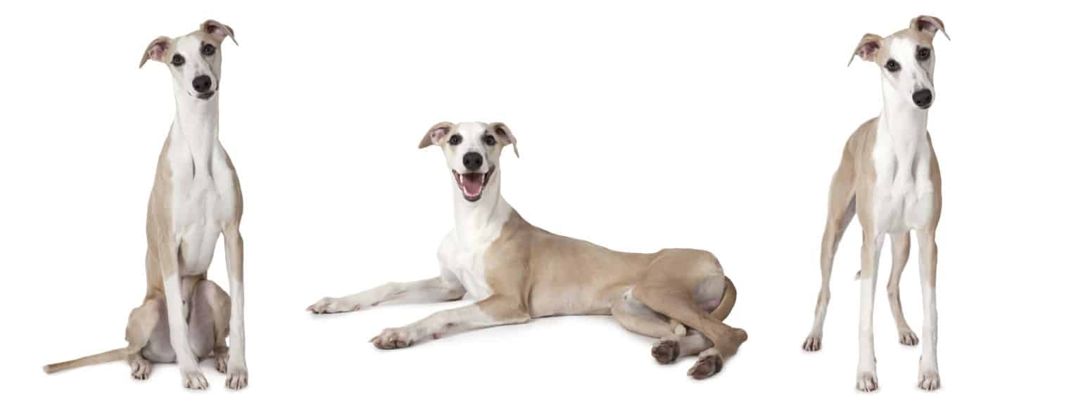 Whippet: Intelligent, affectionate dogs that resemble small greyhounds