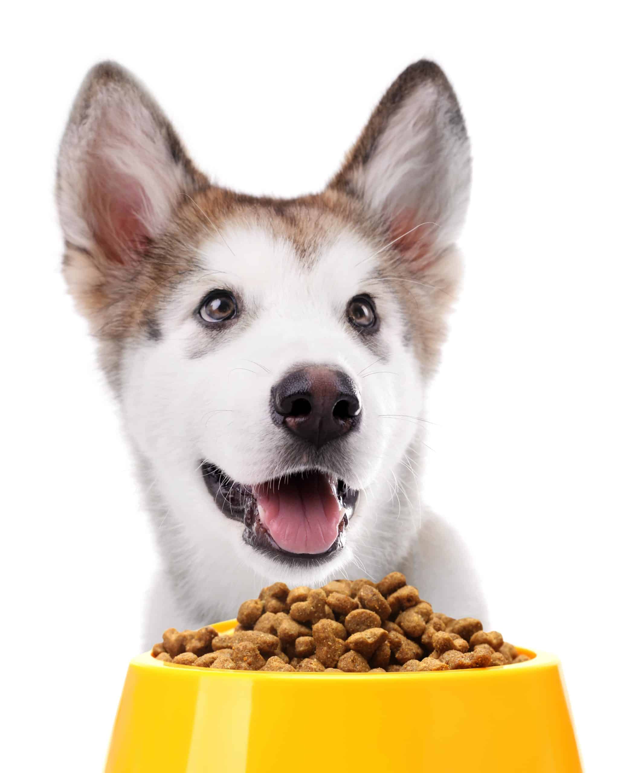Nutrition For Pets Give Your Dog The Right Food For His Lifestyle Nutrition For Pets Give Your Dog The Right Food For His Lifestyle