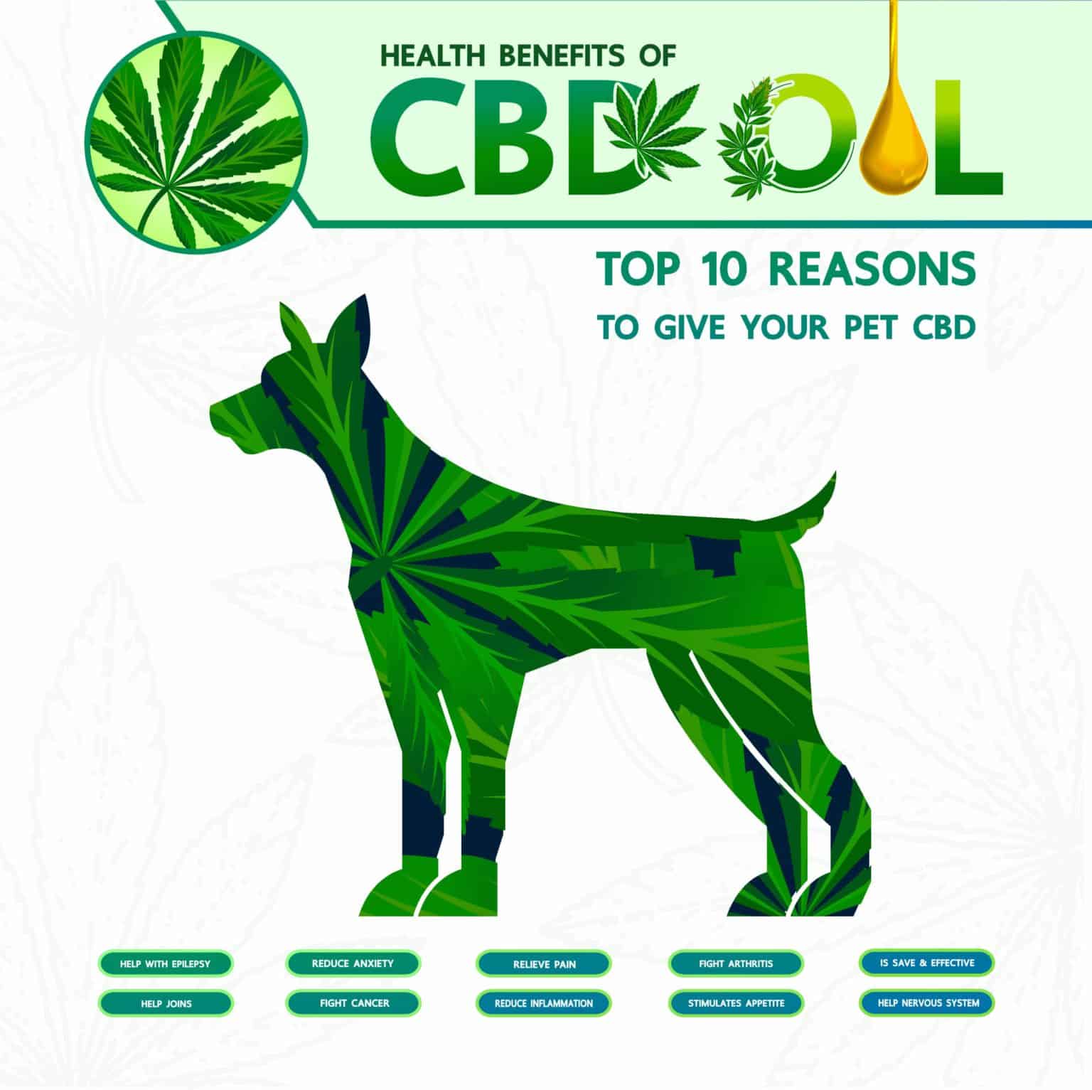CBD facts: Learn more about the potential benefits for your dog
