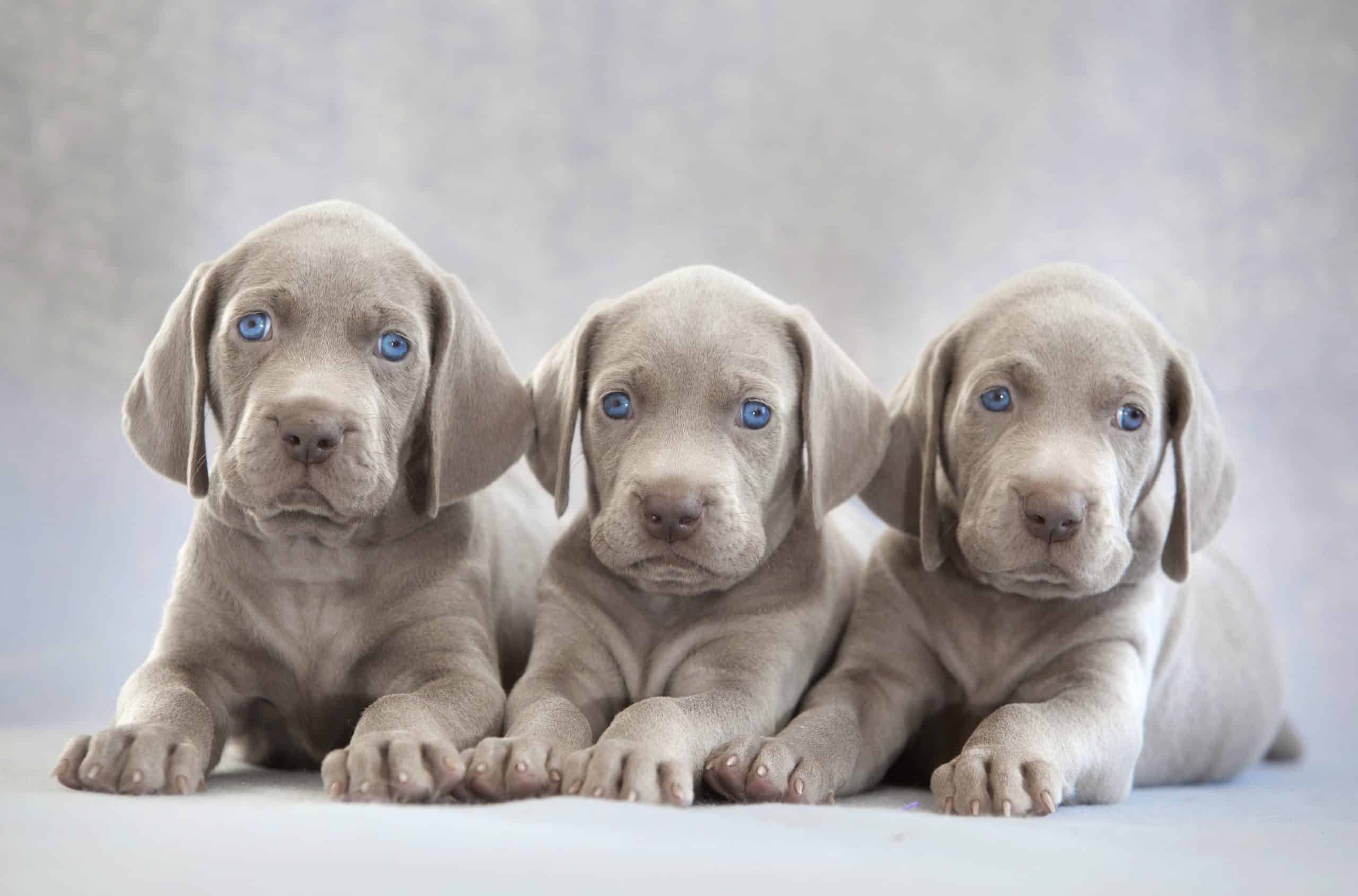 Weimaraner Dog Puppy Weimaraner Dog Puppy