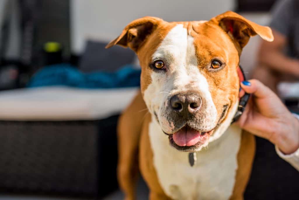 Mid-size dog breeds typically weigh 30 to 70 pounds