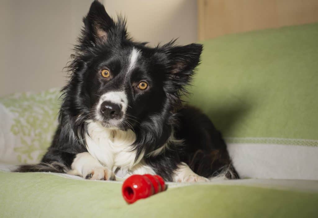 Canine temperament: Assertive or aggressive, neutral and passive