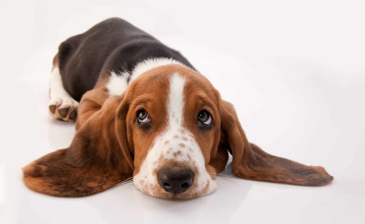 Mid-size dog breeds typically weigh 30 to 70 pounds