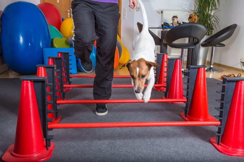 Exercise a dog: Consider age, breed, and overall health