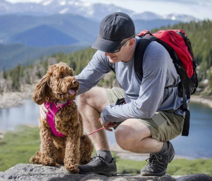 Dog travel distance: Understand stamina based on age, breed