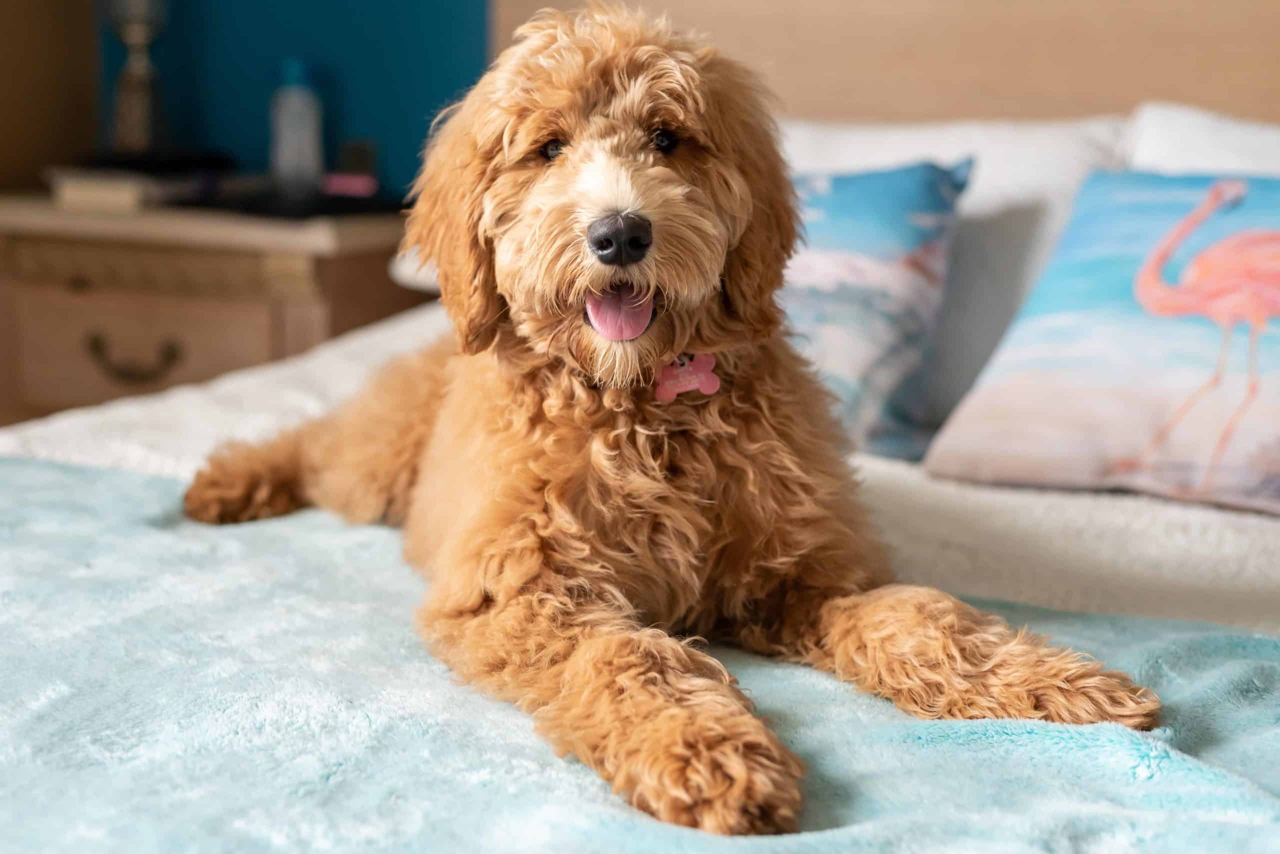 29 How Often To Bathe Goldendoodle OwainPilirani 29 How Often To Bathe Goldendoodle OwainPilirani