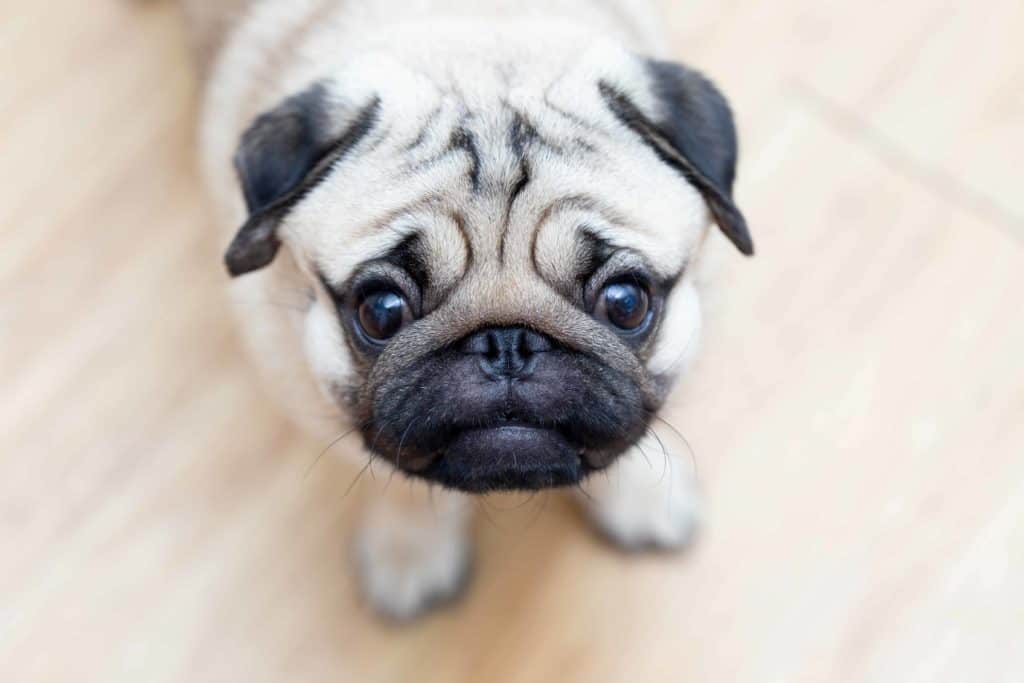 Stressed dog: Reduce moving anxiety by sticking to routine