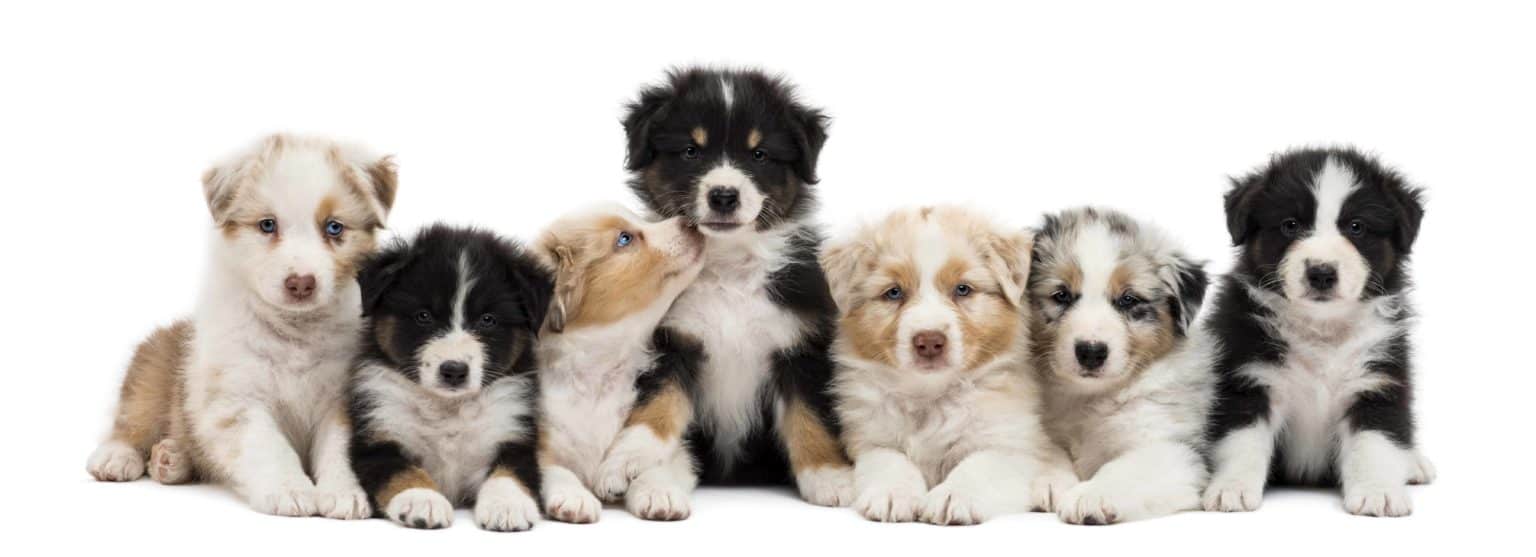 Mid-size dog breeds typically weigh 30 to 70 pounds
