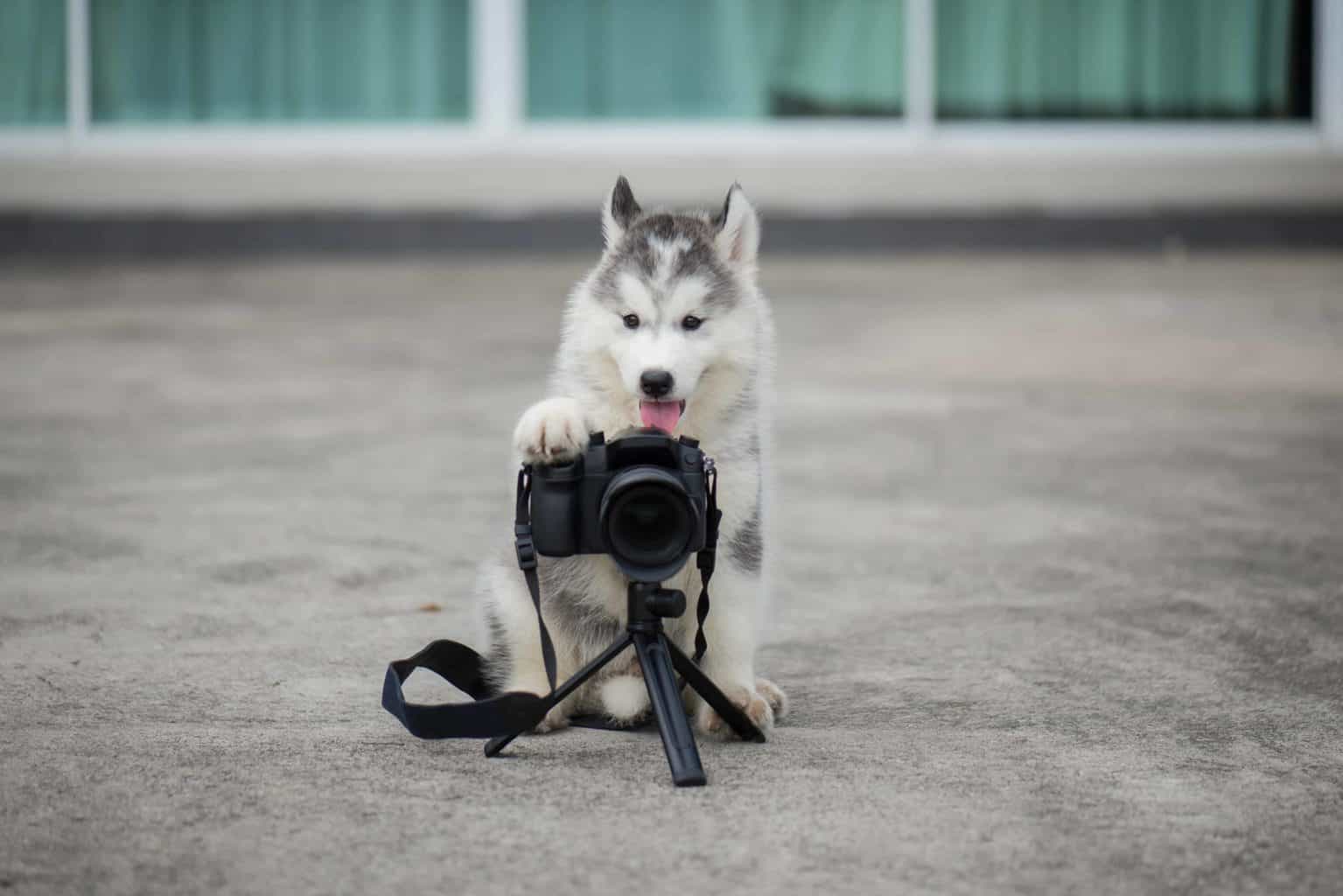 Photogenic dog breeds: Husky, Pomeranian, Shar Pei, Dachshund