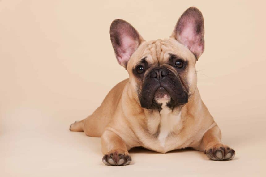 Brachycephalic dog breeds: Pug, Frenchie, Shih Tzu, Lhasa Apso