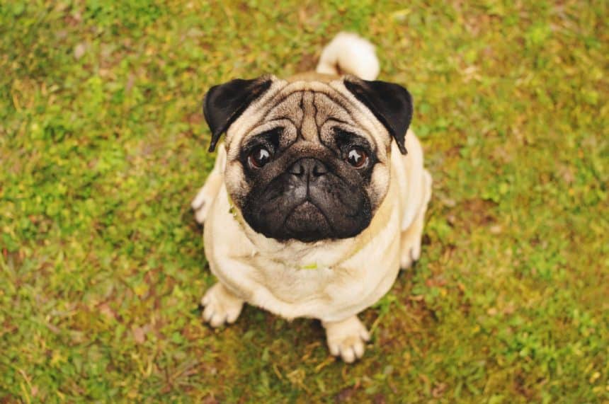 Brachycephalic dog breeds: Pug, Frenchie, Shih Tzu, Lhasa Apso