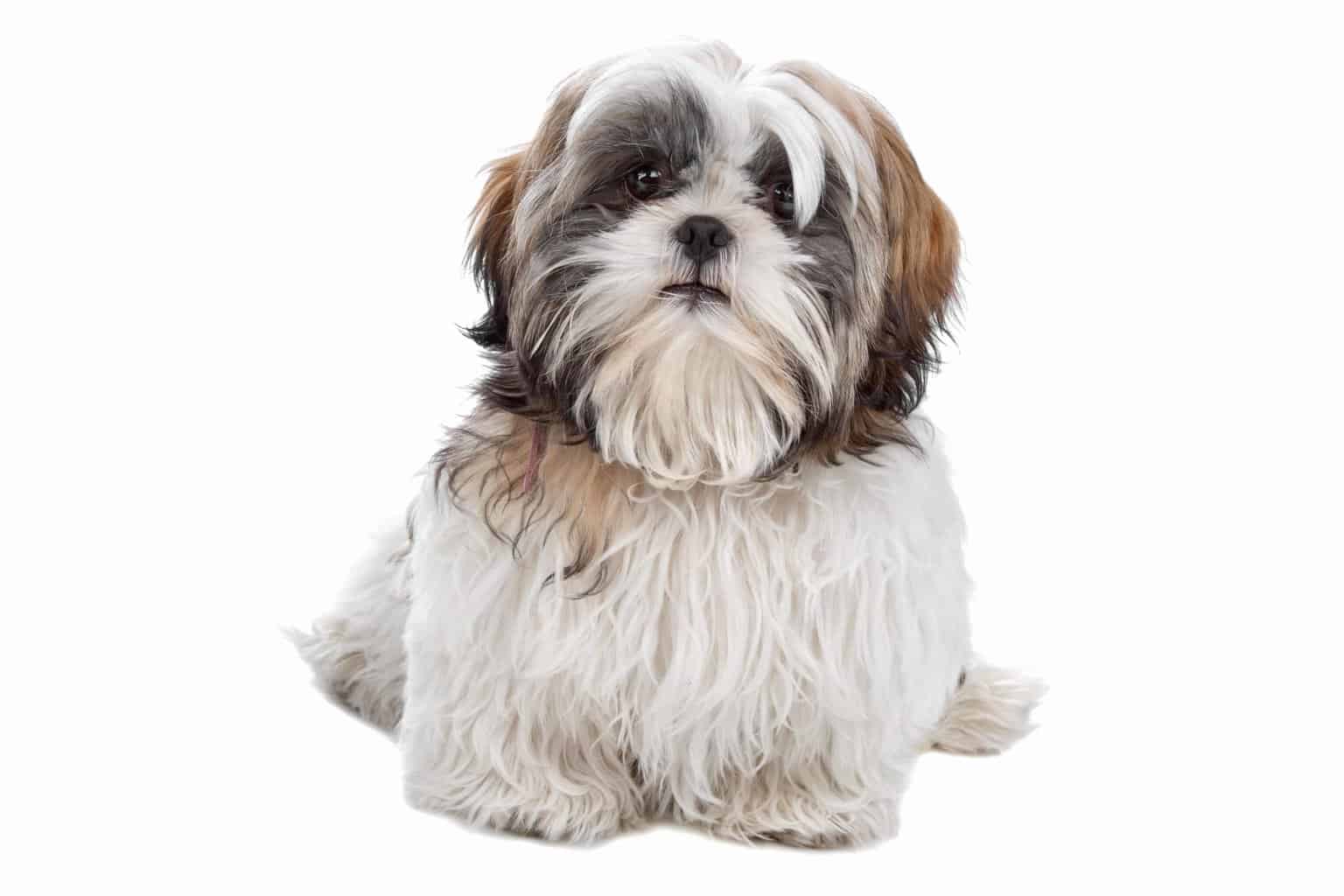 Brachycephalic dog breeds: Pug, Frenchie, Shih Tzu, Lhasa Apso