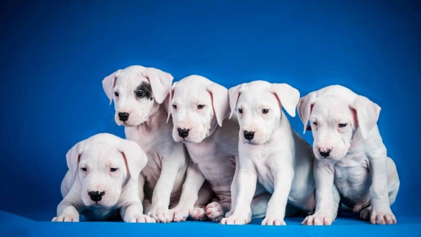 Dogo Argentino: Natural hunter is affectionate, playful, loyal