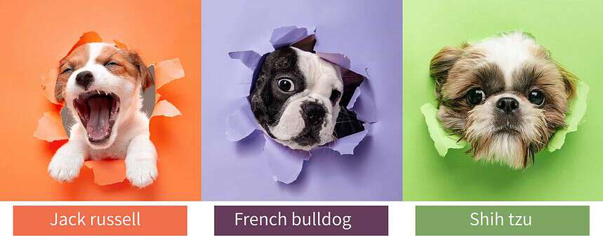 Popular small dog breeds: Beagle, Lhasa Apso, Shih Tzu, Yorkie