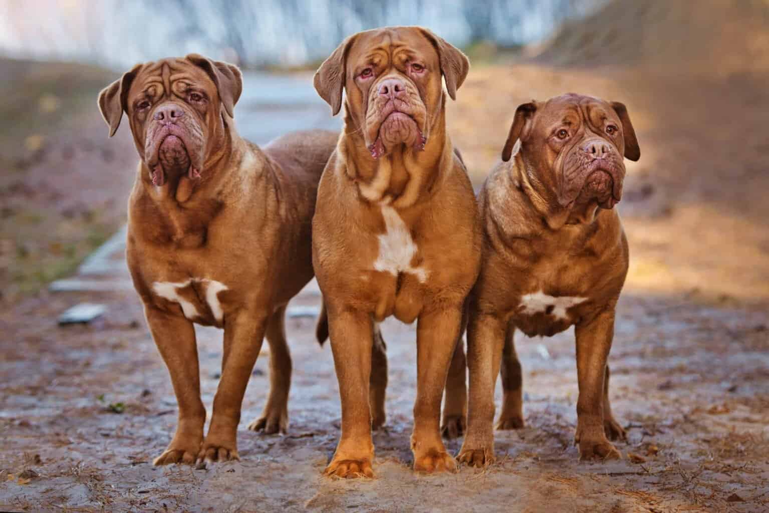 Mastiff breeds: English, American, Italian, French, and Tibetan