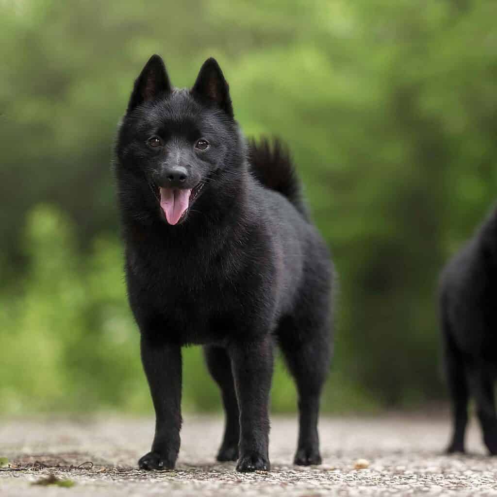 Schipperke breed profile: History, temperament, training and care