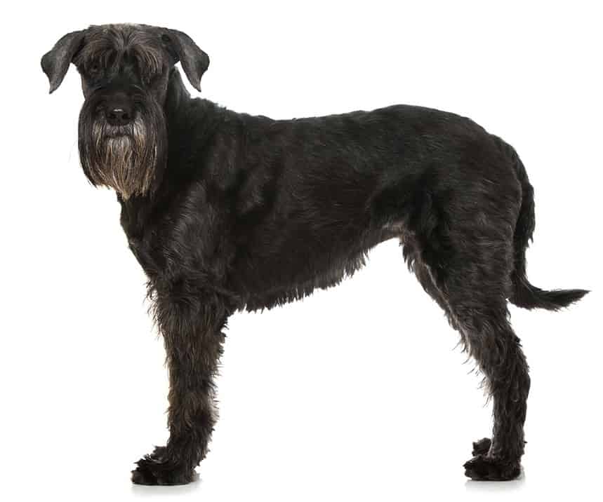 Schnauzer dog breeds: Three sizes Miniature, Standard, Giant