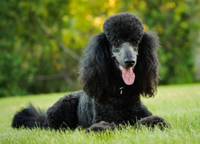 Webbed feet: Water Spaniels, Labradors, Poodles, Dachshunds