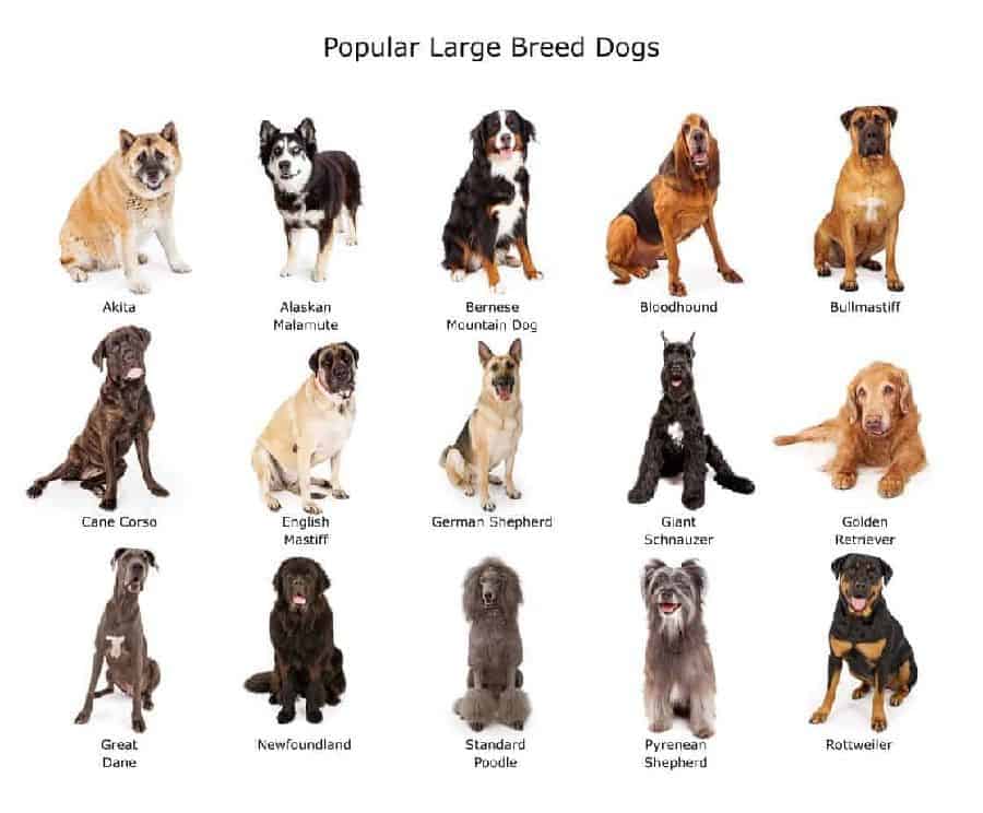 Dog Breeds Find A Dog That Matches Your Lifestyle